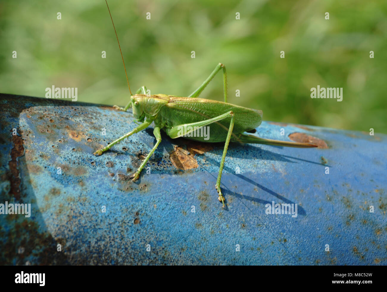 locust on a wet leaf locust imitating a leaf animal leaf Stock Photo ...