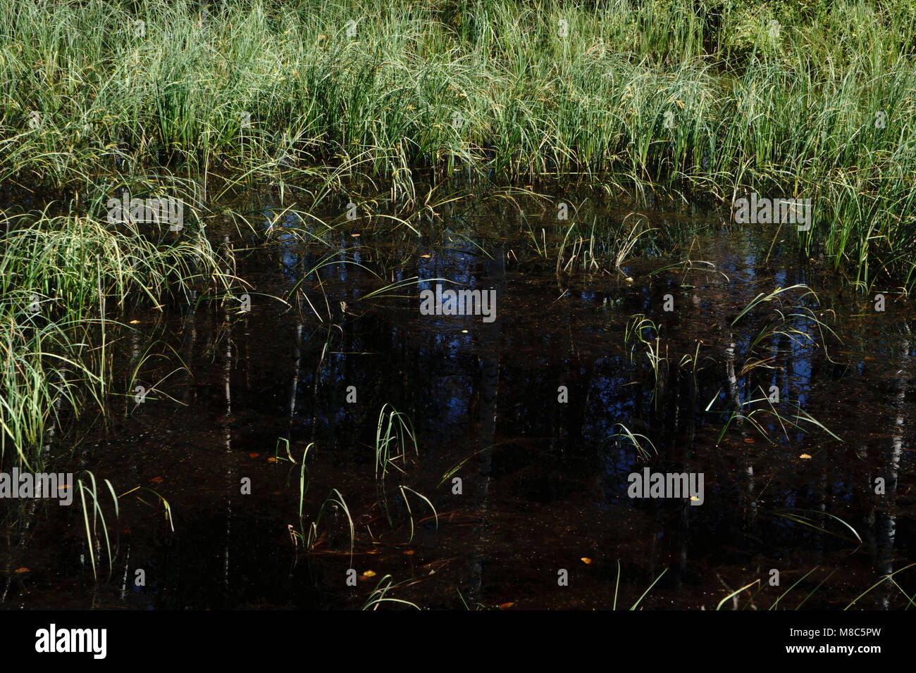 swamp with black water Stock Photo - Alamy