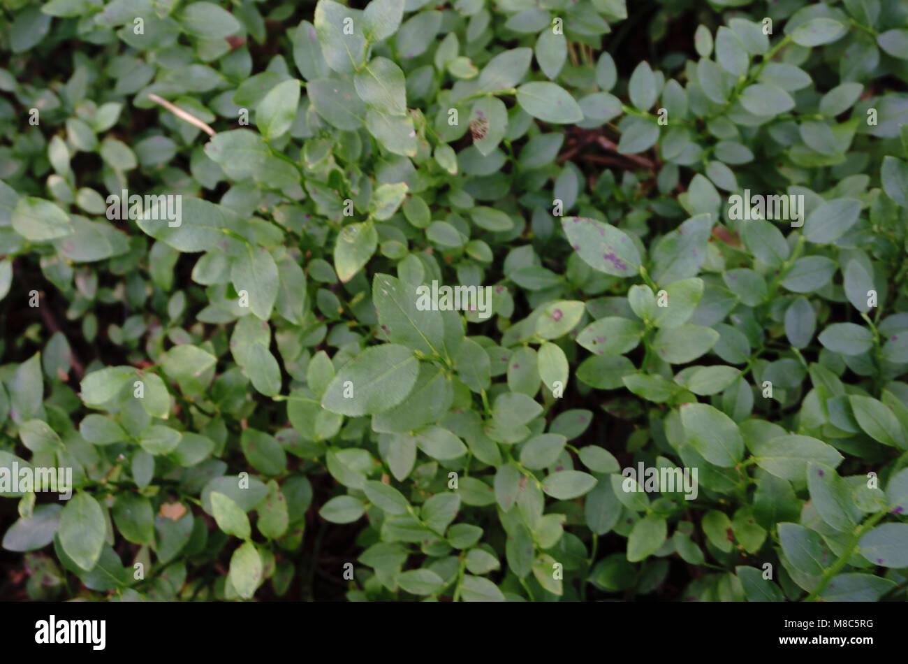 blueberry leaves and blueberry Stock Photo - Alamy