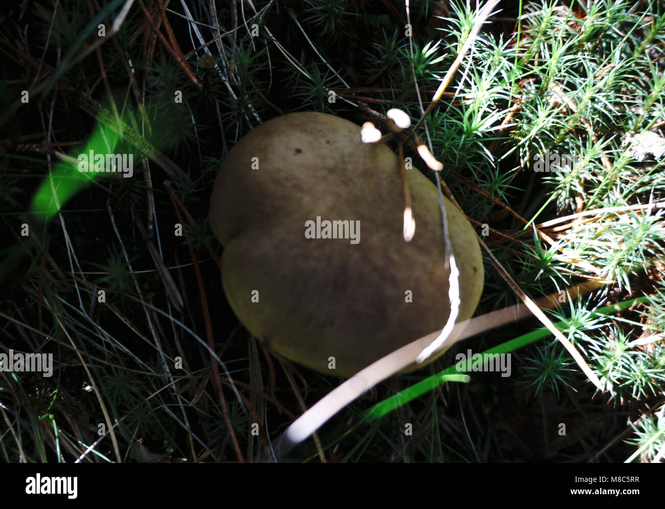 white fungus boletus suillus Stock Photo - Alamy