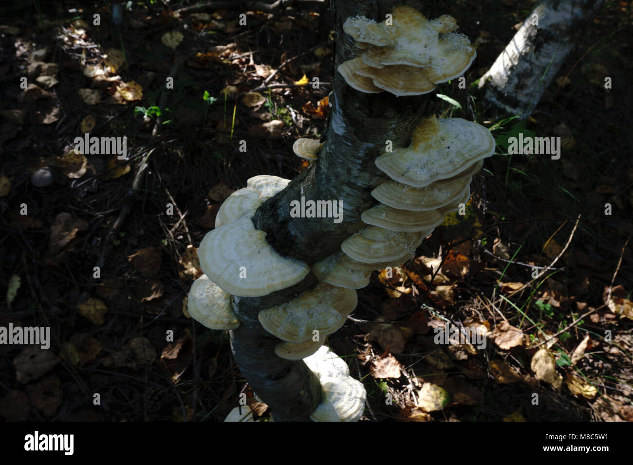 mushroom-parasite growing on a tree Stock Photo - Alamy