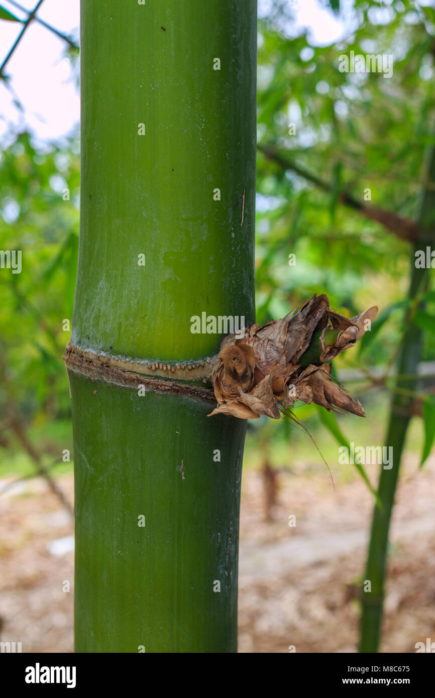bamboo trunk in garden Stock Photo - Alamy