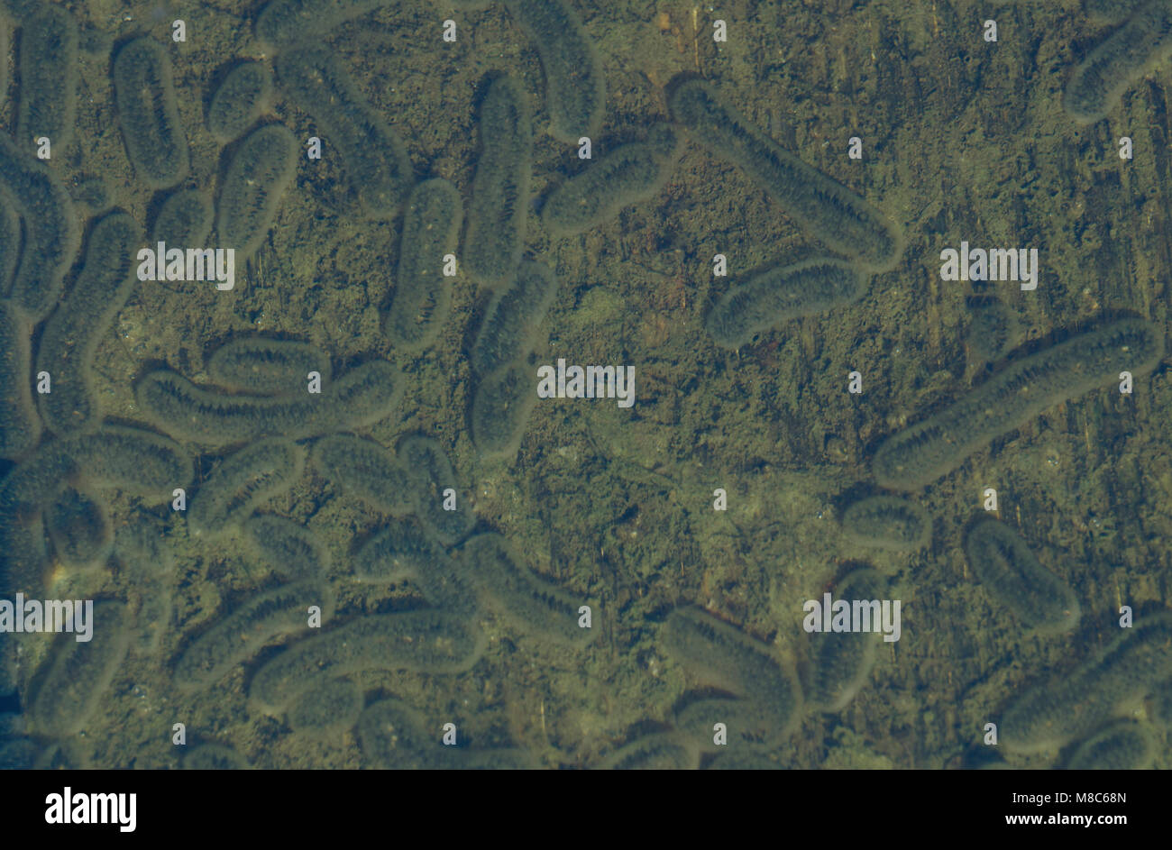 Parasite plasmodium vivax hi-res stock photography and images - Alamy