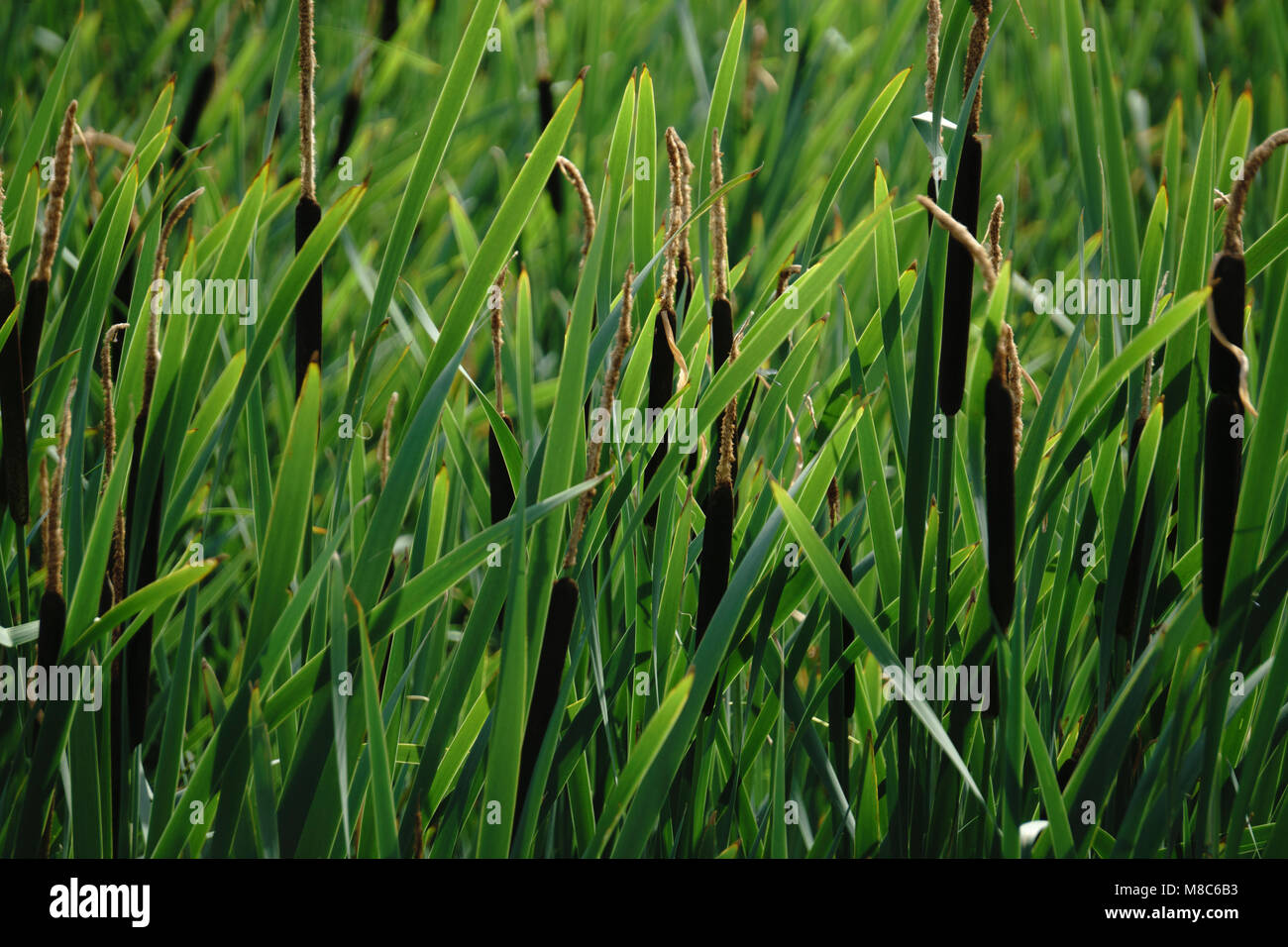 Beautiful autumn lake reeds on hi-res stock photography and images - Alamy