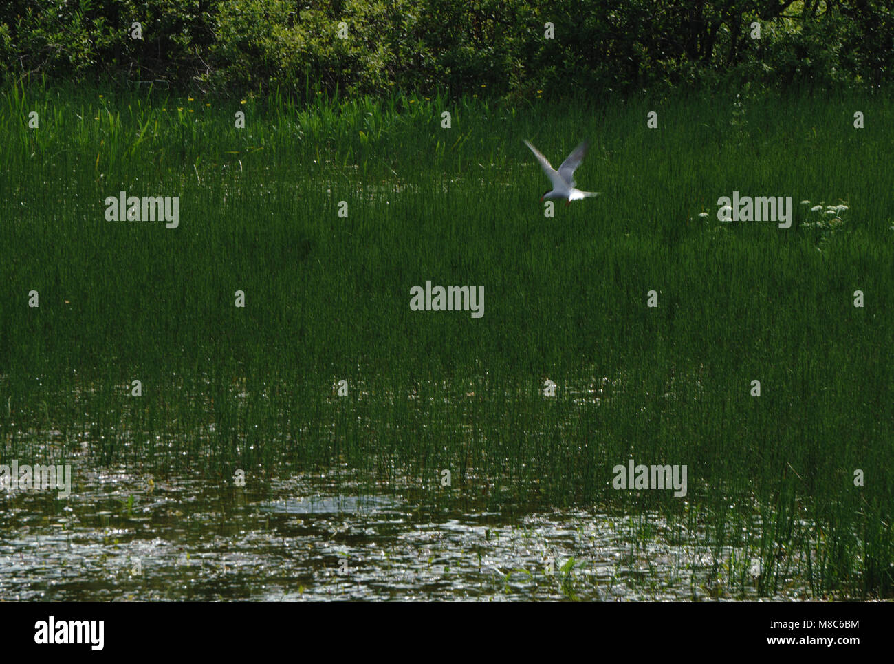 Seagull hunting for fish Stock Photo - Alamy