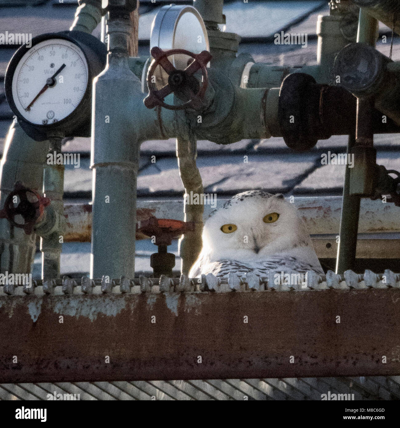 Snowy owl finds rest on the U.S. Department of Agriculture ) South ...