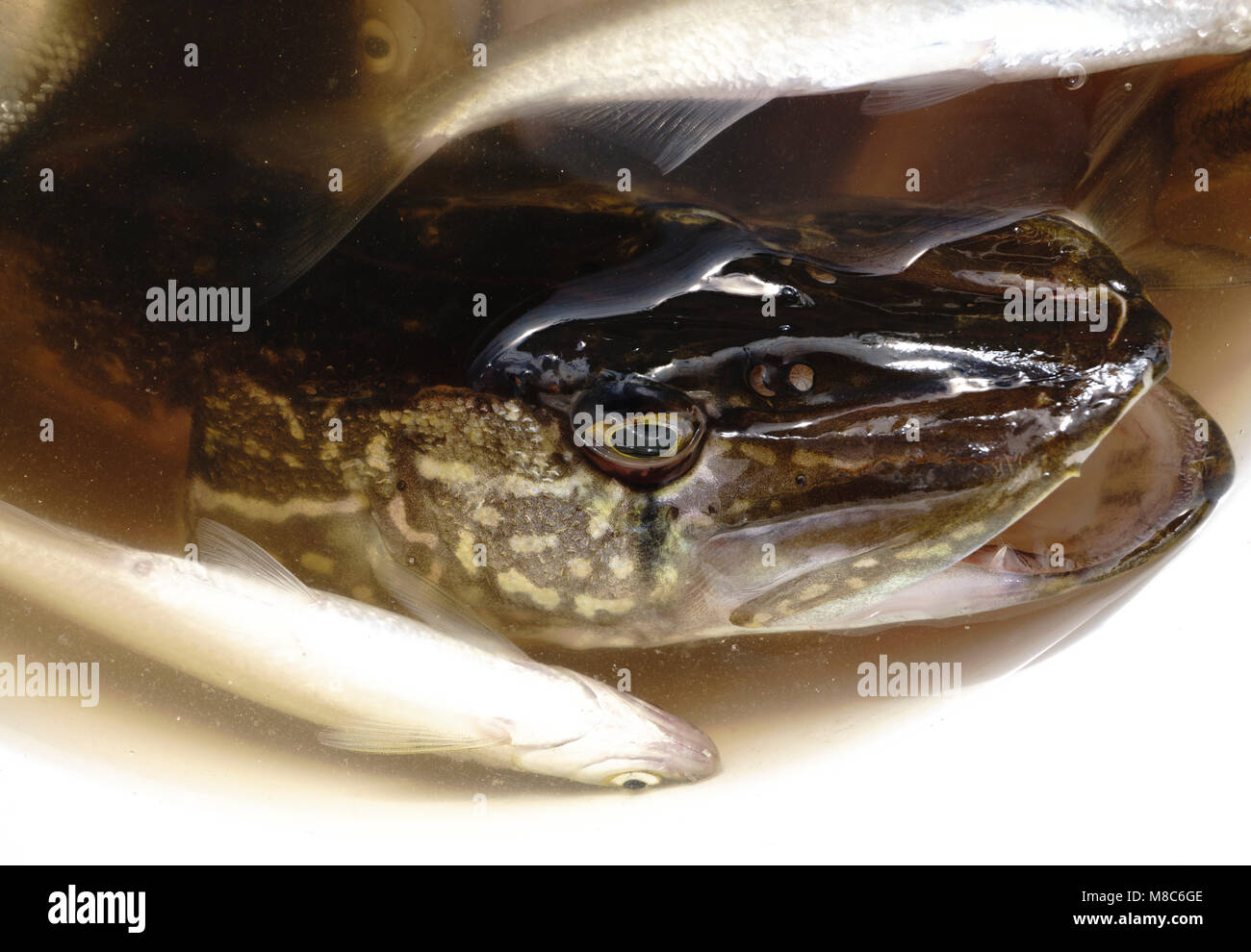 Caught fishes in a bucket hi-res stock photography and images - Alamy