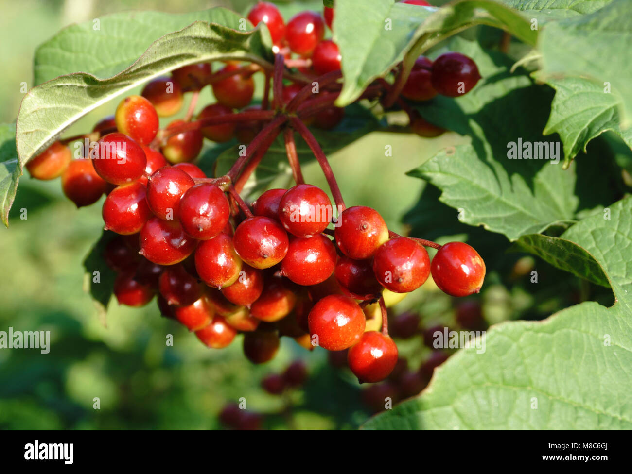 Coffee beans ripening on tree Stock Photo - Alamy