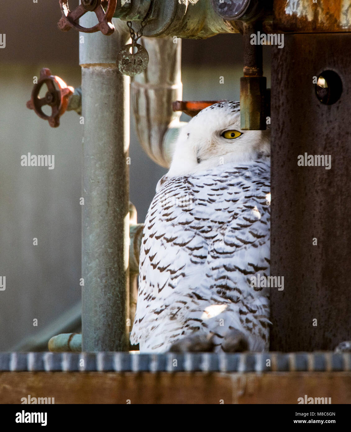 Snowy owl finds rest on the U.S. Department of Agriculture ) South ...