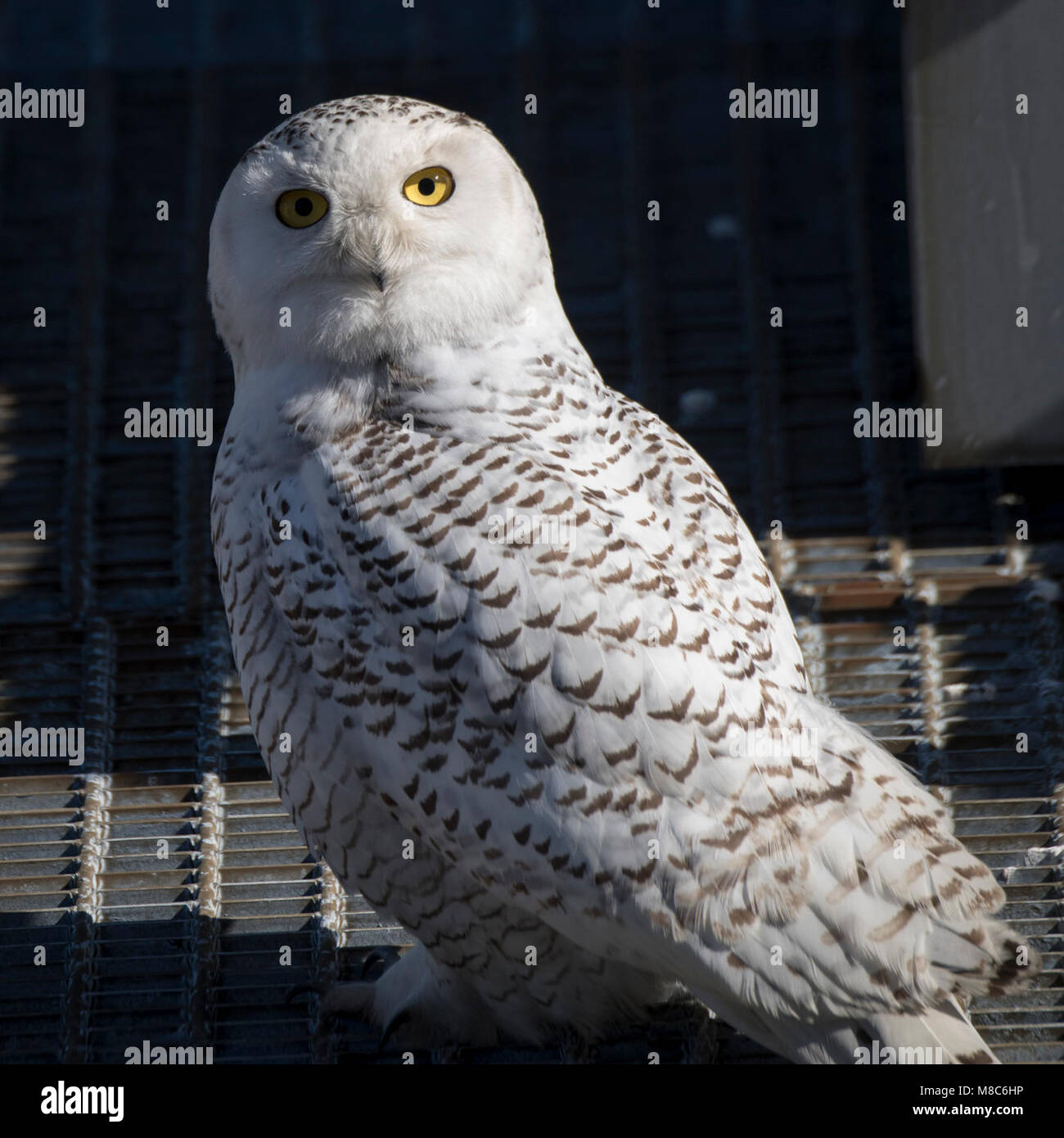 Snowy owls roof hi-res stock photography and images - Alamy