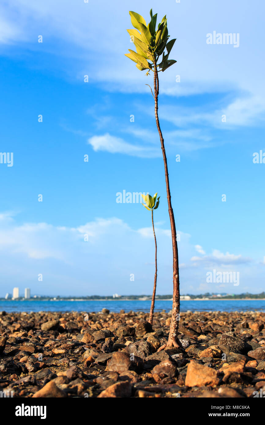 Two Mangroves tree in Bangsarae beach ,Thailand Stock Photo - Alamy