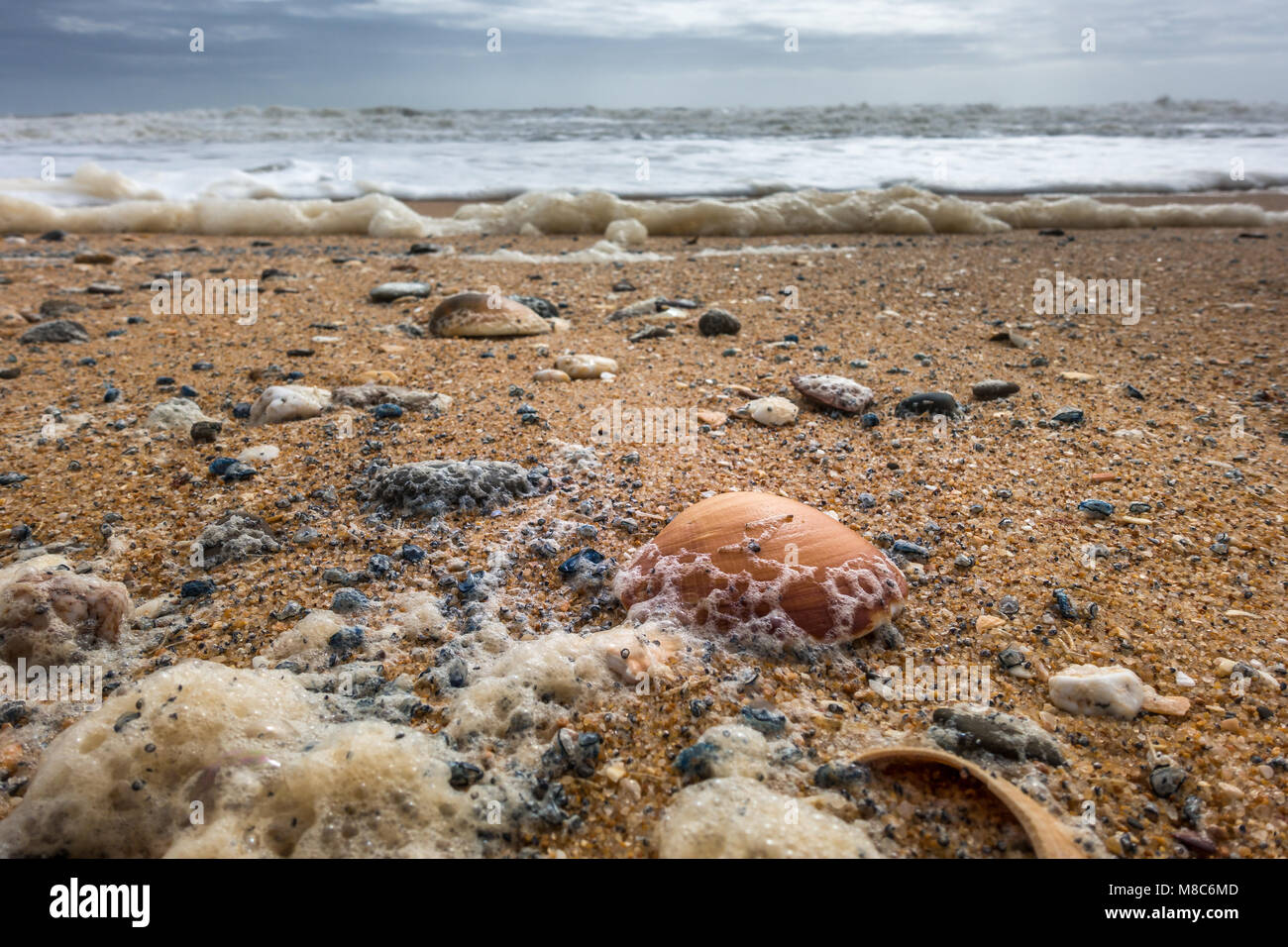 Sea shells in portugal hi-res stock photography and images - Alamy