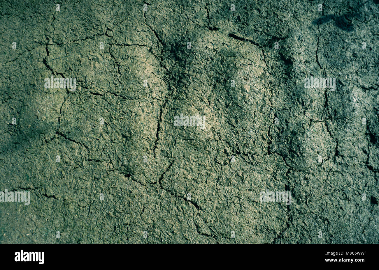 Cracked dry mud earth background texture Stock Photo - Alamy