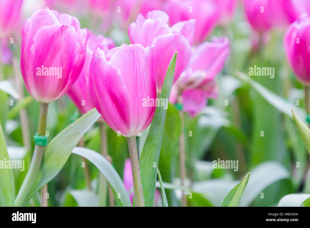 Tulip flower. Beautiful tulips in tulip field with green leaf ...