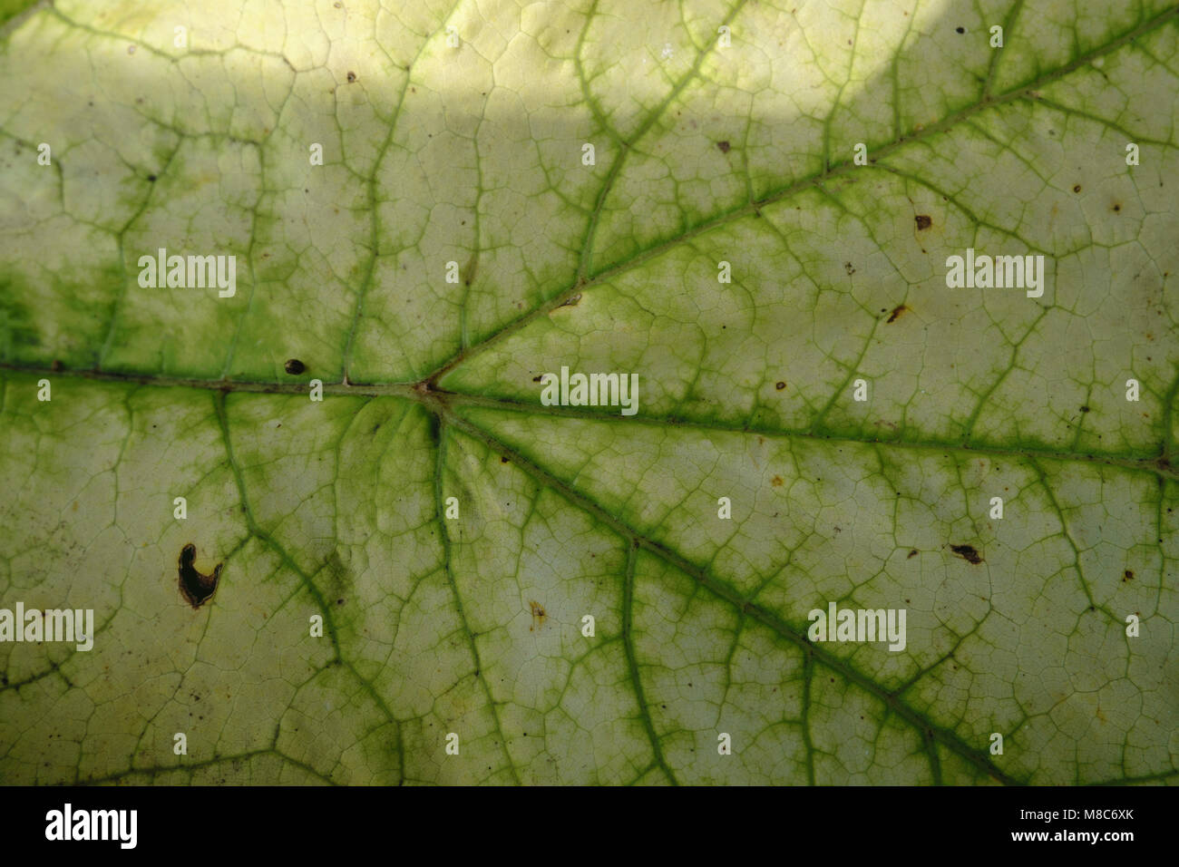 Macro photo of leaf pattern Stock Photo - Alamy