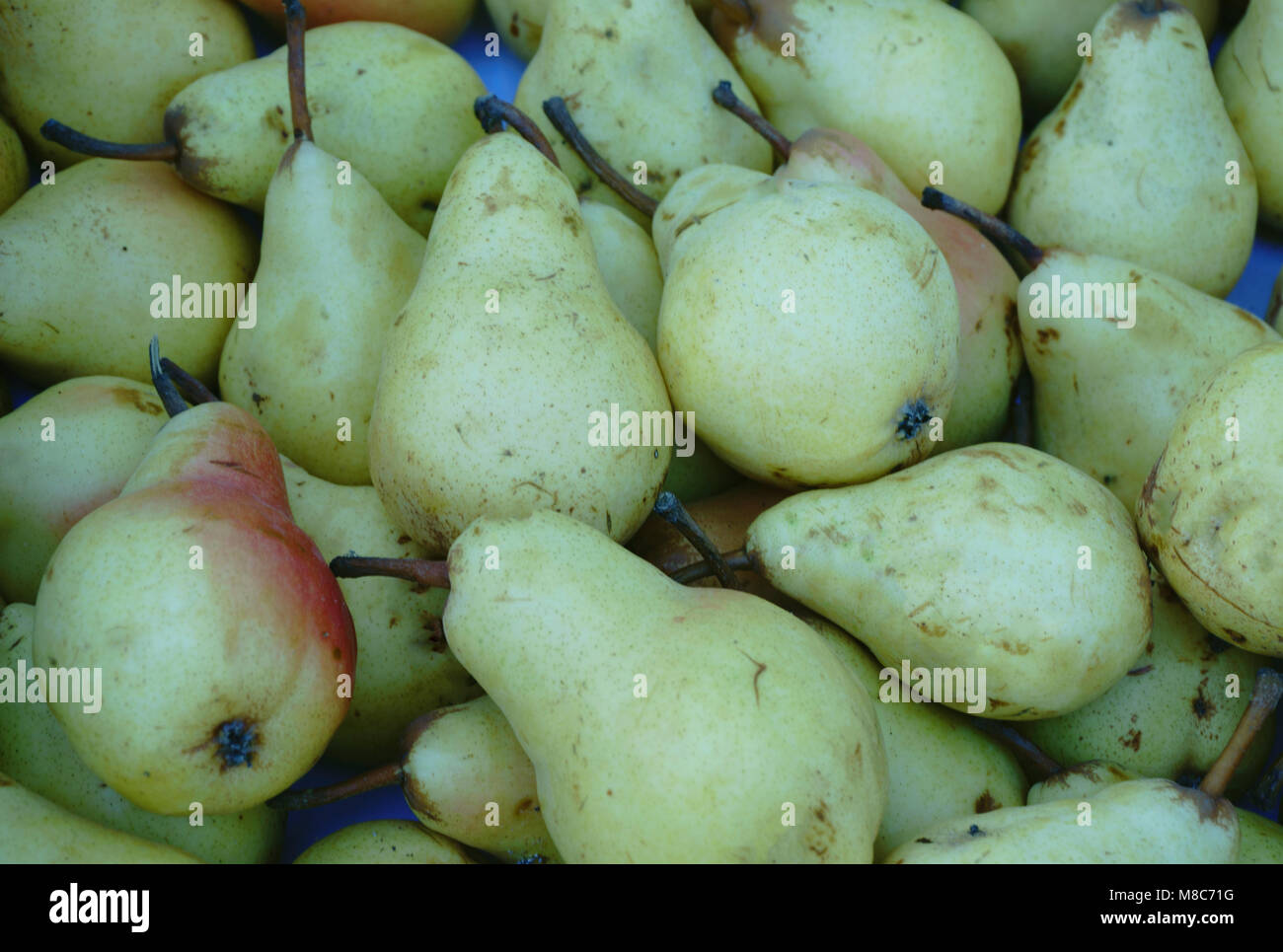 Healthy Organic Pears in the Basket Stock Photo - Alamy