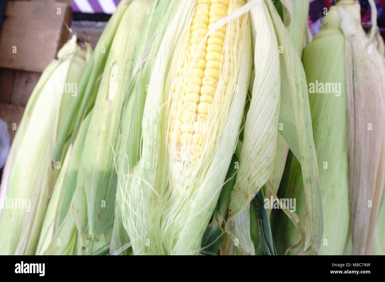 Green corn maize leaves hi-res stock photography and images - Alamy
