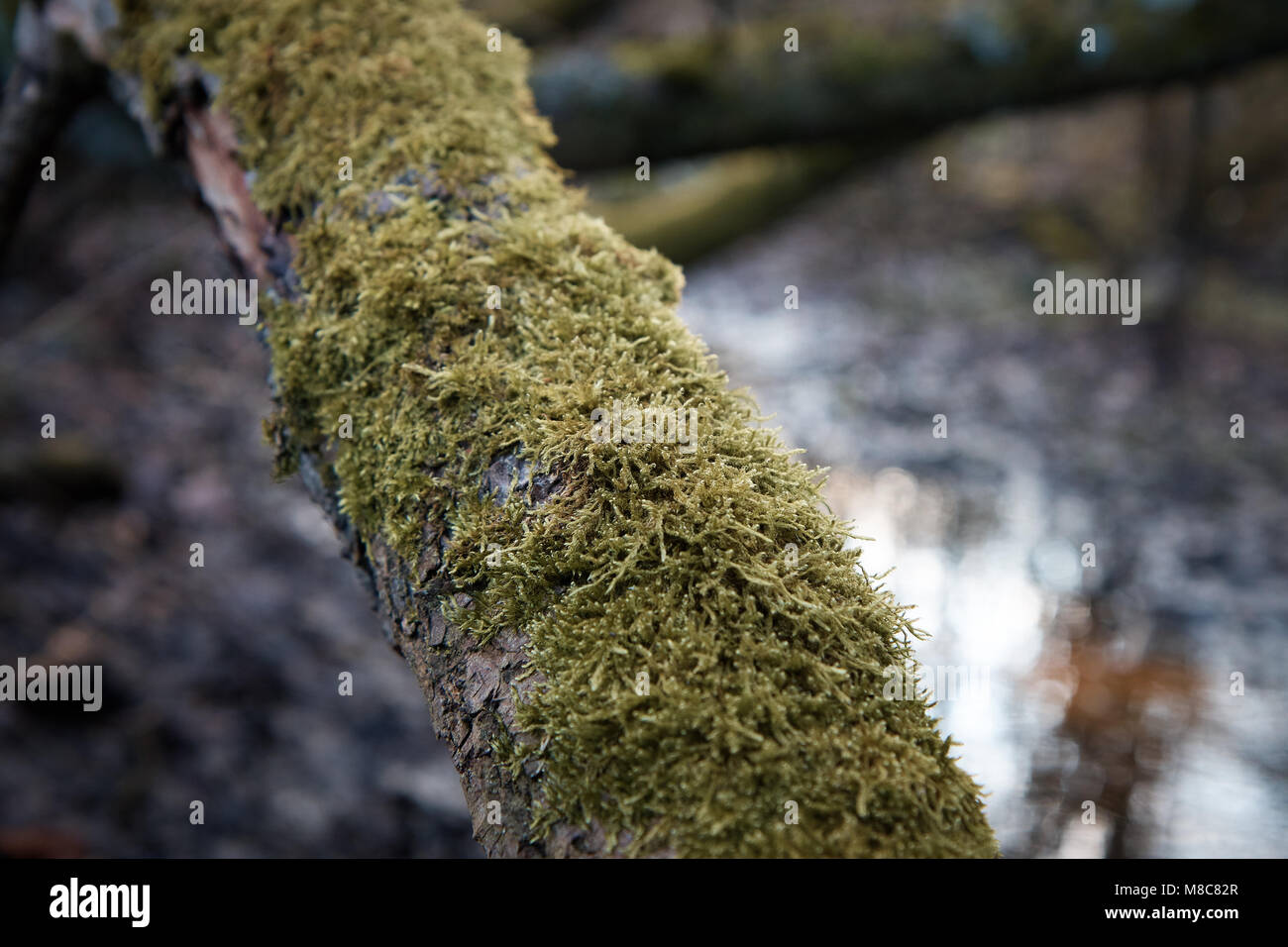 Green moss grows on the tree in the forest Stock Photo - Alamy