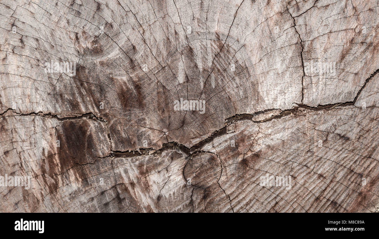 Closeup of old, weathered, cut piece of wood with cracks and abstract ...