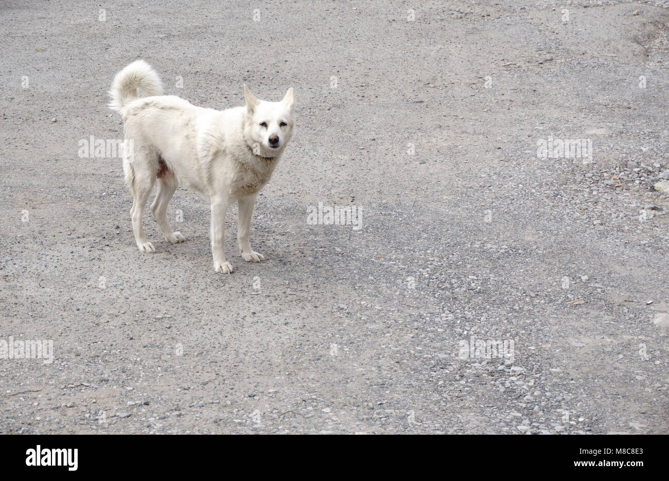 white happy dog on the pavement Stock Photo - Alamy