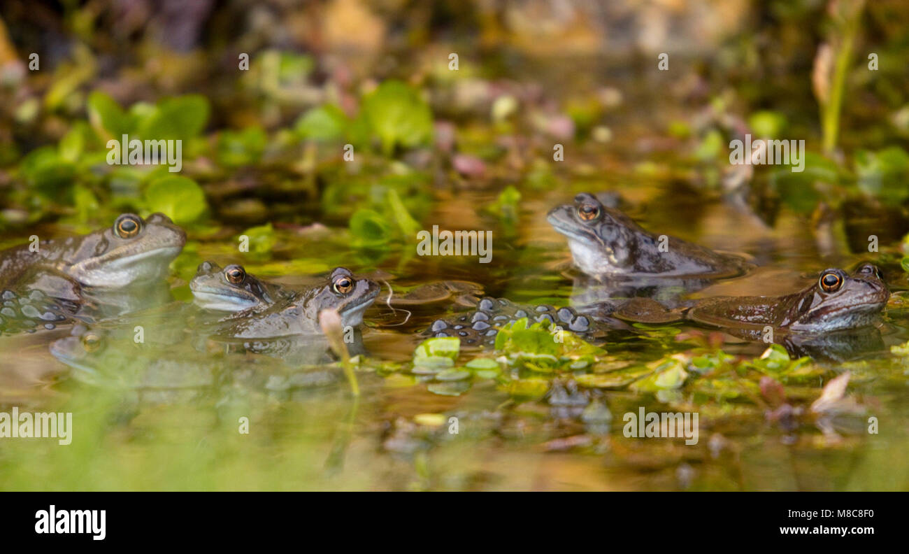 Frogs and nature in spring Stock Photo - Alamy