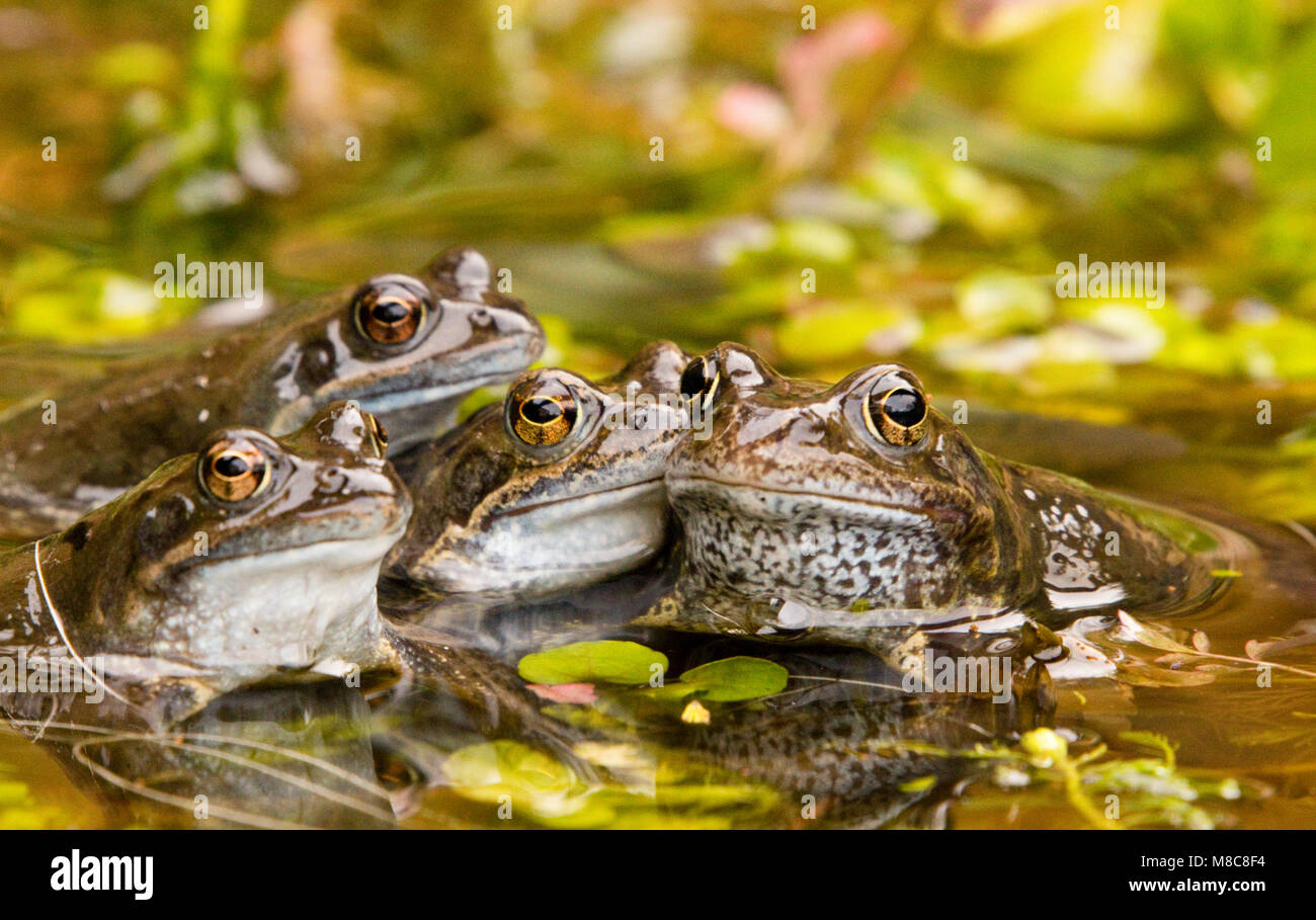 Frogs and nature in spring Stock Photo - Alamy