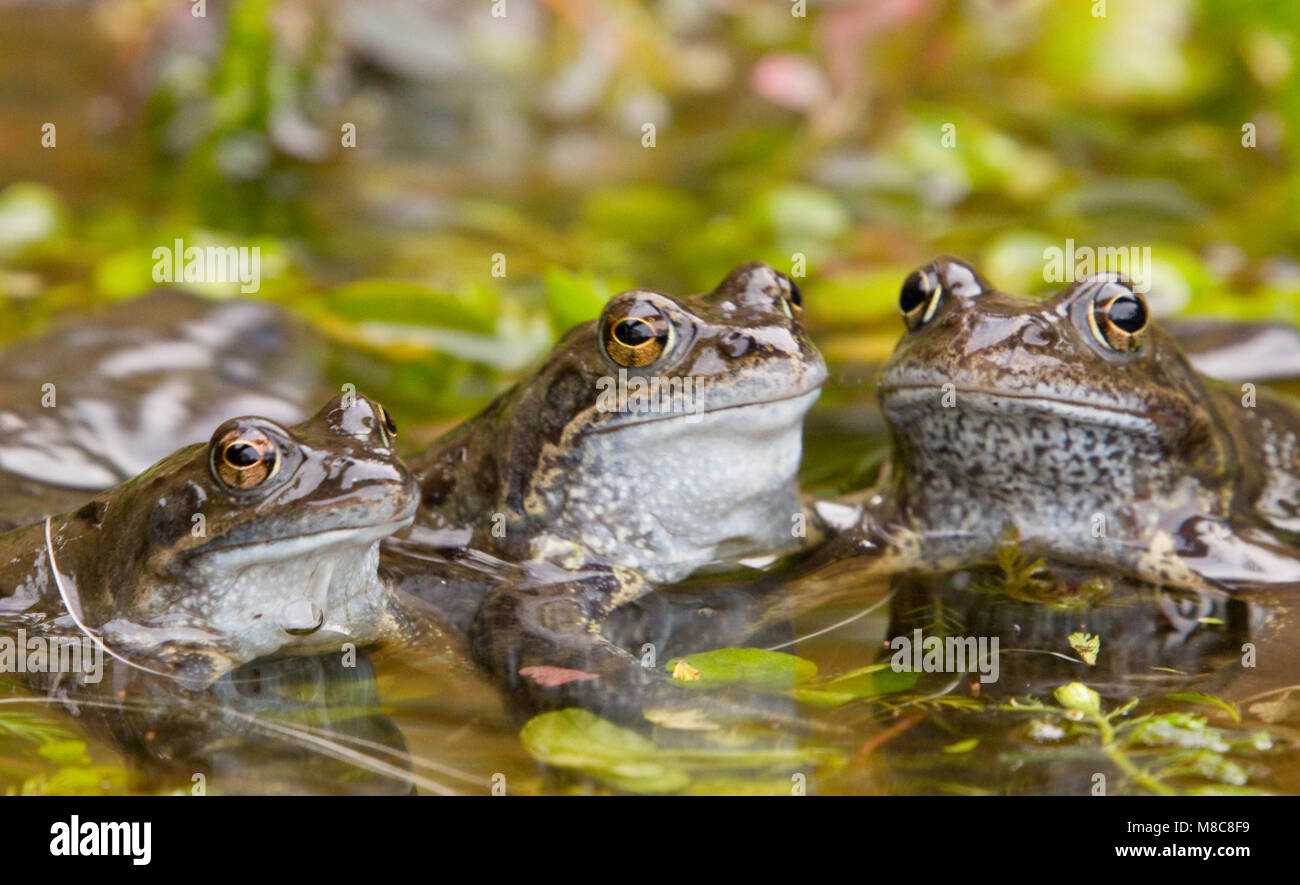 Frogs and nature in spring Stock Photo - Alamy