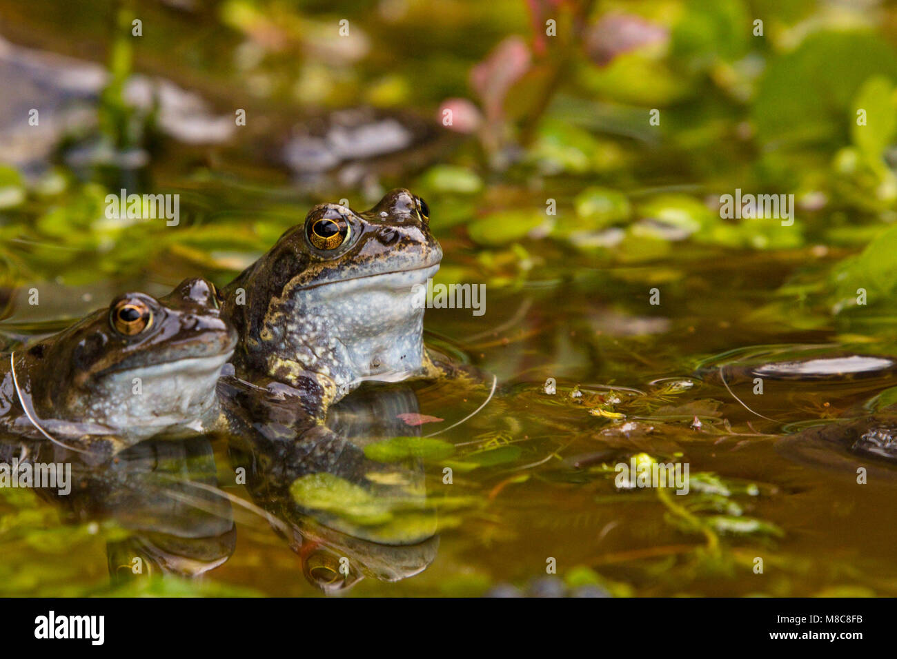 Frogs and nature in spring Stock Photo - Alamy