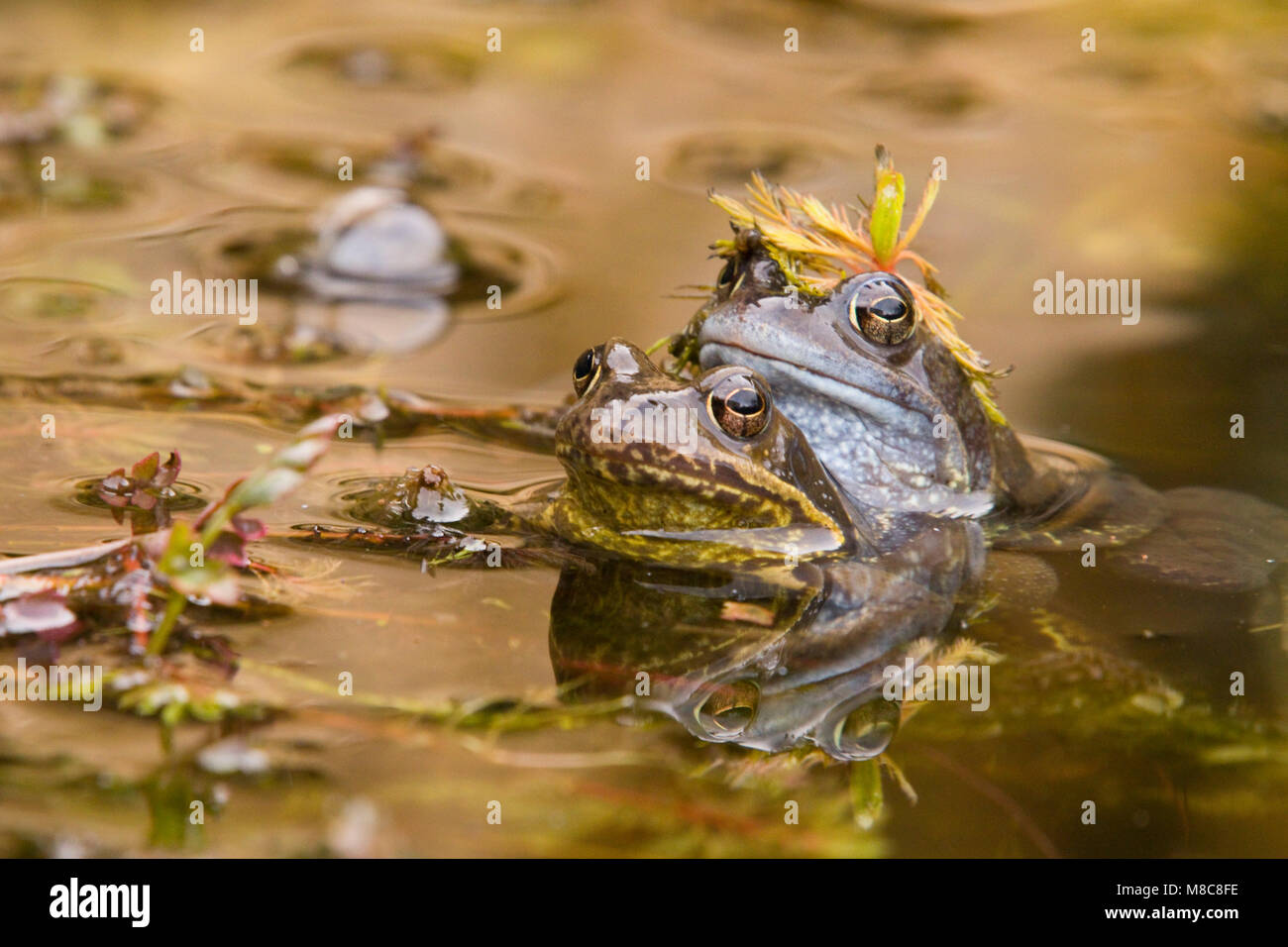 Frogs and nature in spring Stock Photo - Alamy