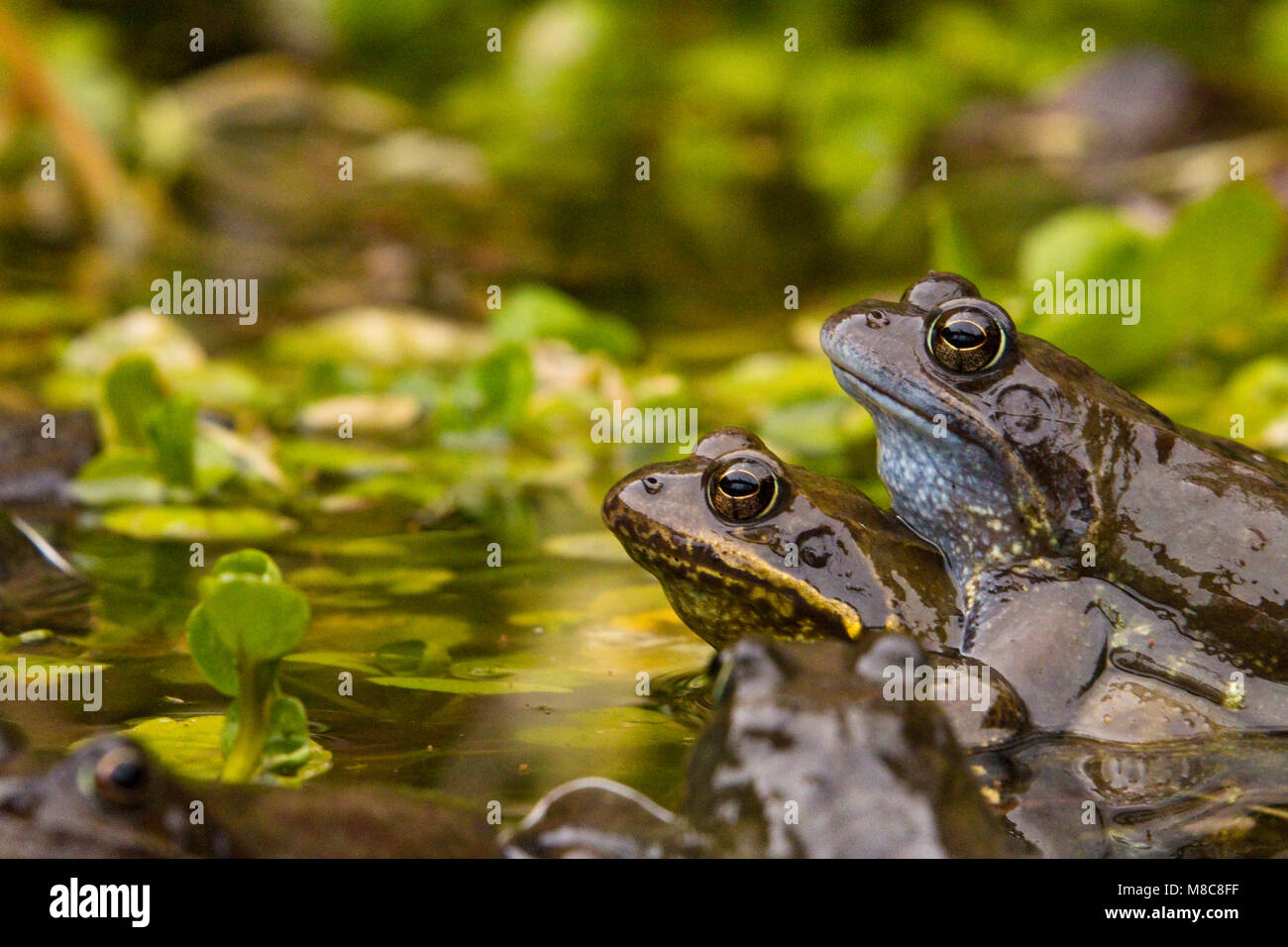 Frogs and nature in spring Stock Photo - Alamy