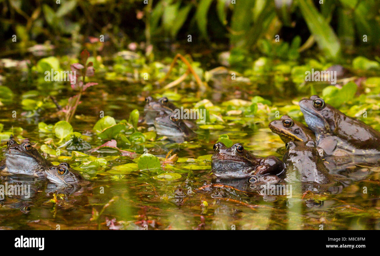 Frogs and nature in spring Stock Photo - Alamy