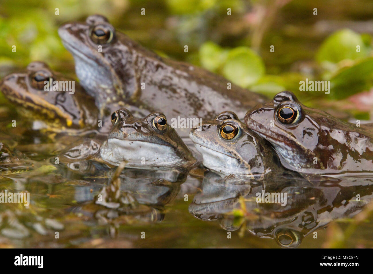Frogs and nature in spring Stock Photo - Alamy