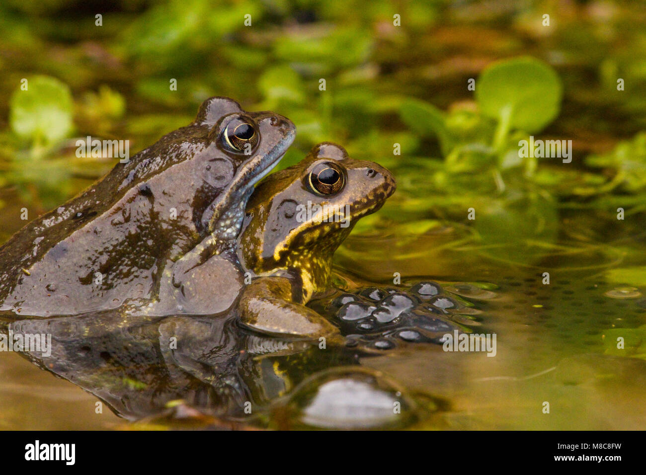 Frogs and nature in spring Stock Photo - Alamy