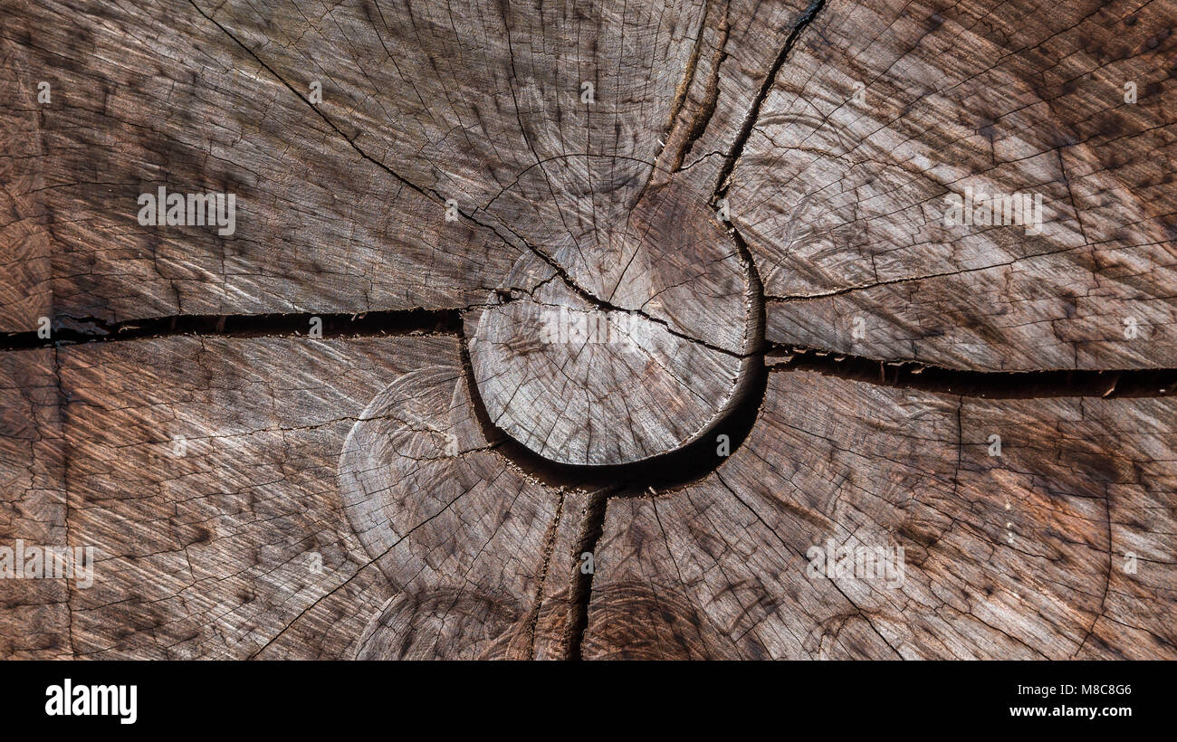 Closeup of old, weathered, cut piece of wood with cracks and abstract ...