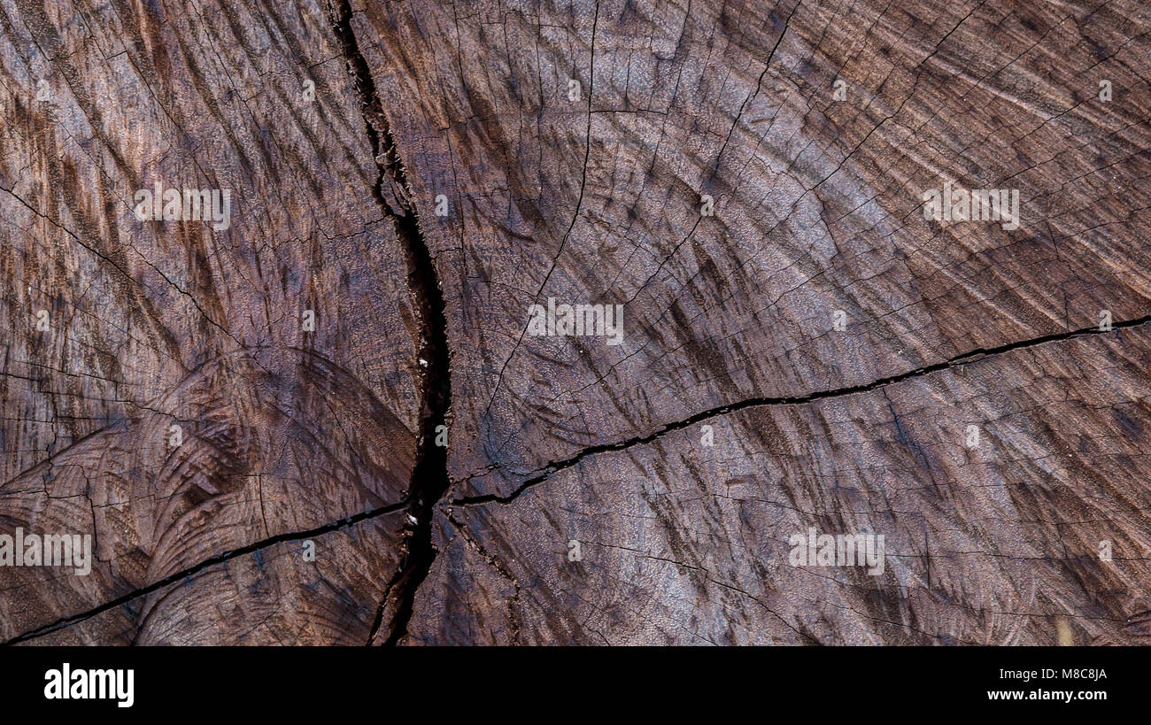 Closeup of old, weathered, cut piece of wood with cracks and abstract ...