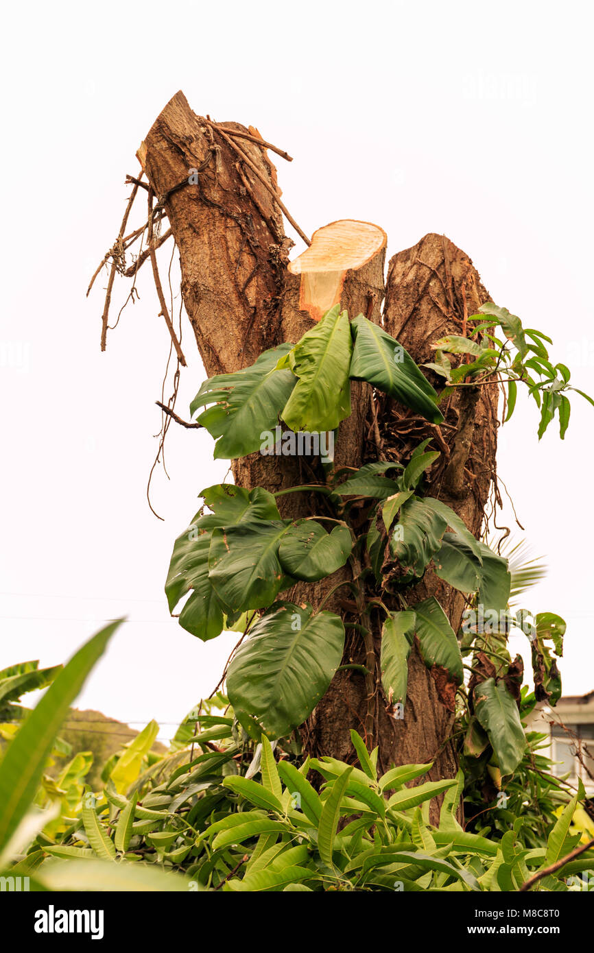 Mango tree stump Stock Photo - Alamy