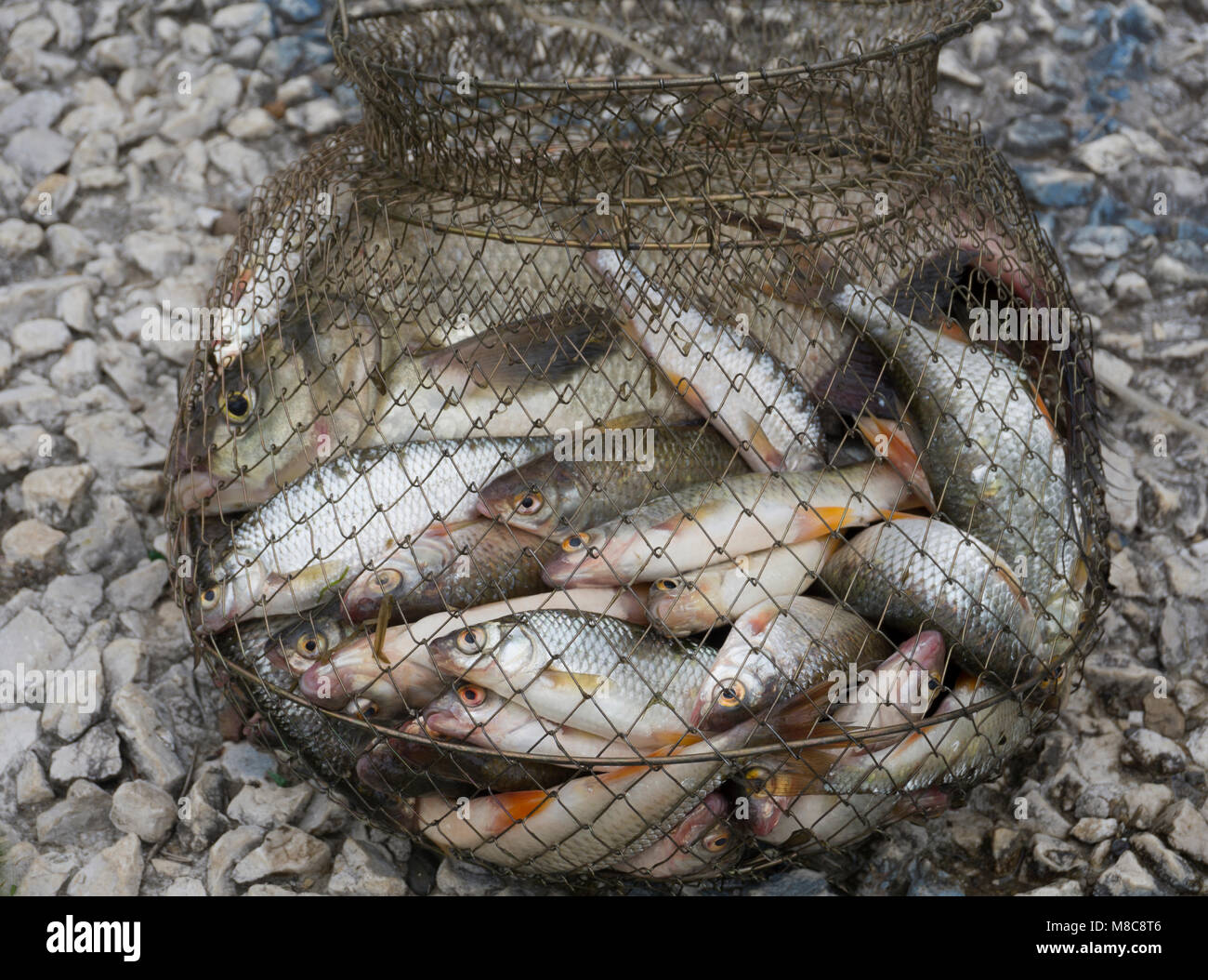 Close up Fishing, raw freshwater fish Stock Photo - Alamy