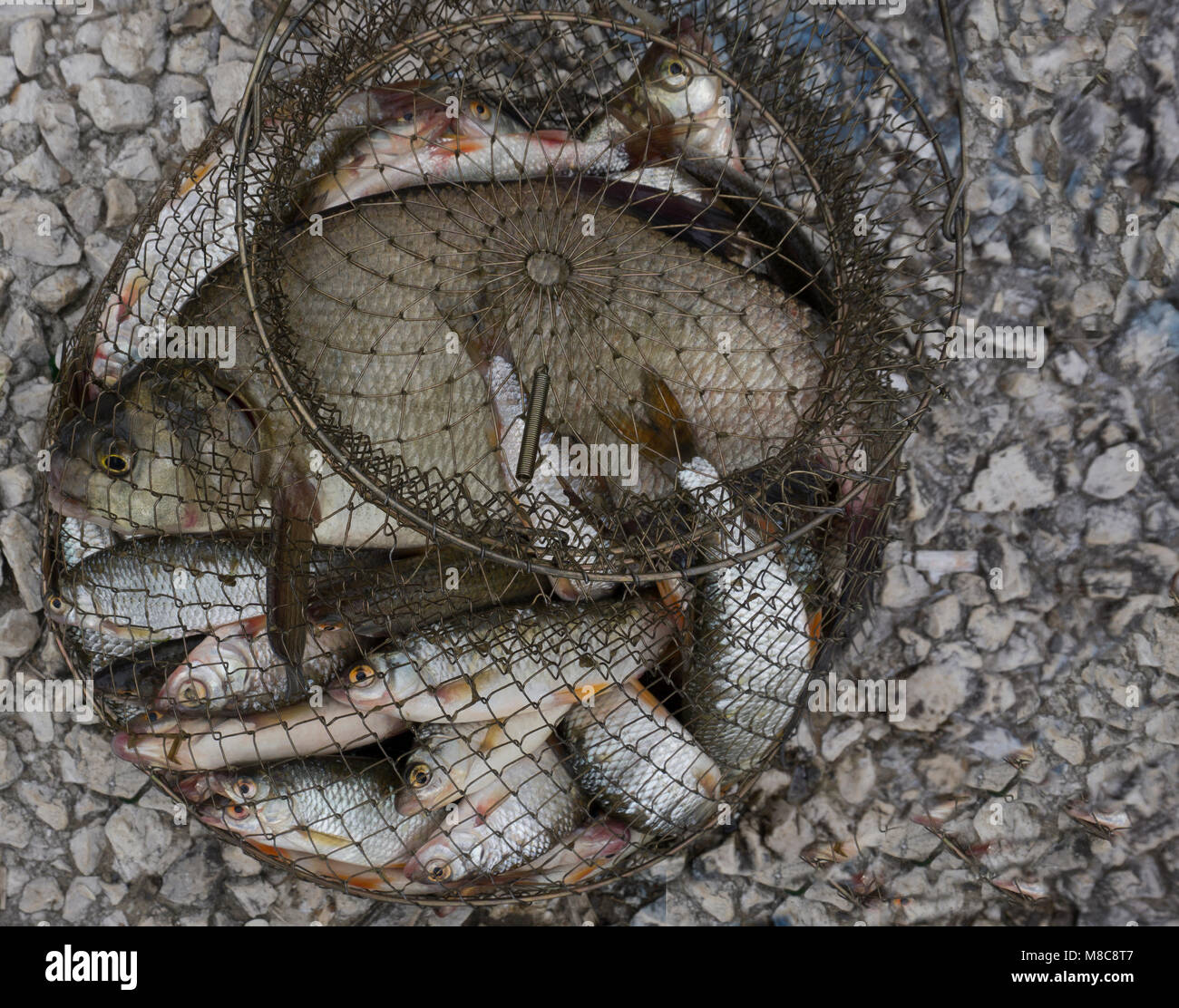 Close up Fishing, raw freshwater fish Stock Photo - Alamy