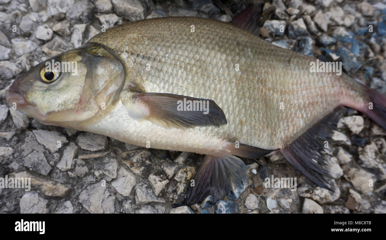 Close up Fishing, raw freshwater fish Stock Photo - Alamy