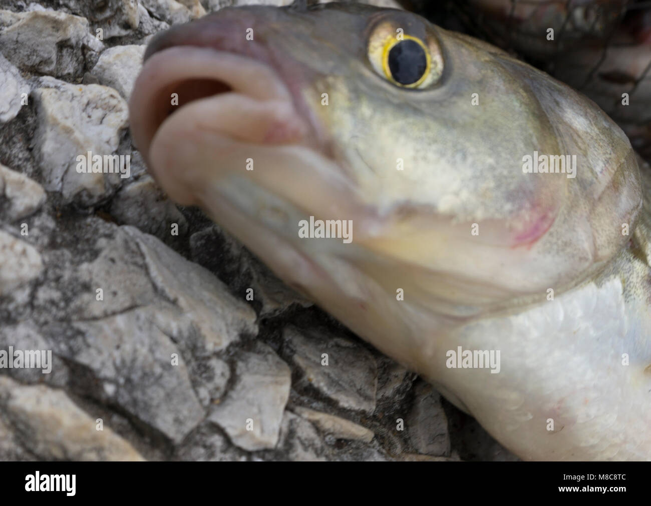 Close up Fishing, raw freshwater fish Stock Photo - Alamy