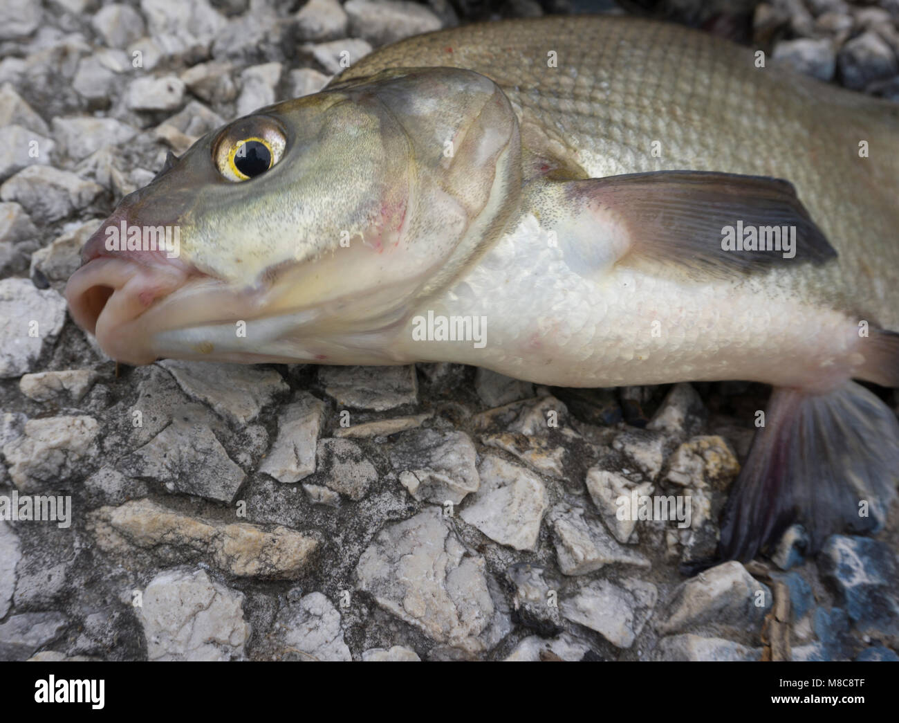 Close up Fishing, raw freshwater fish Stock Photo - Alamy