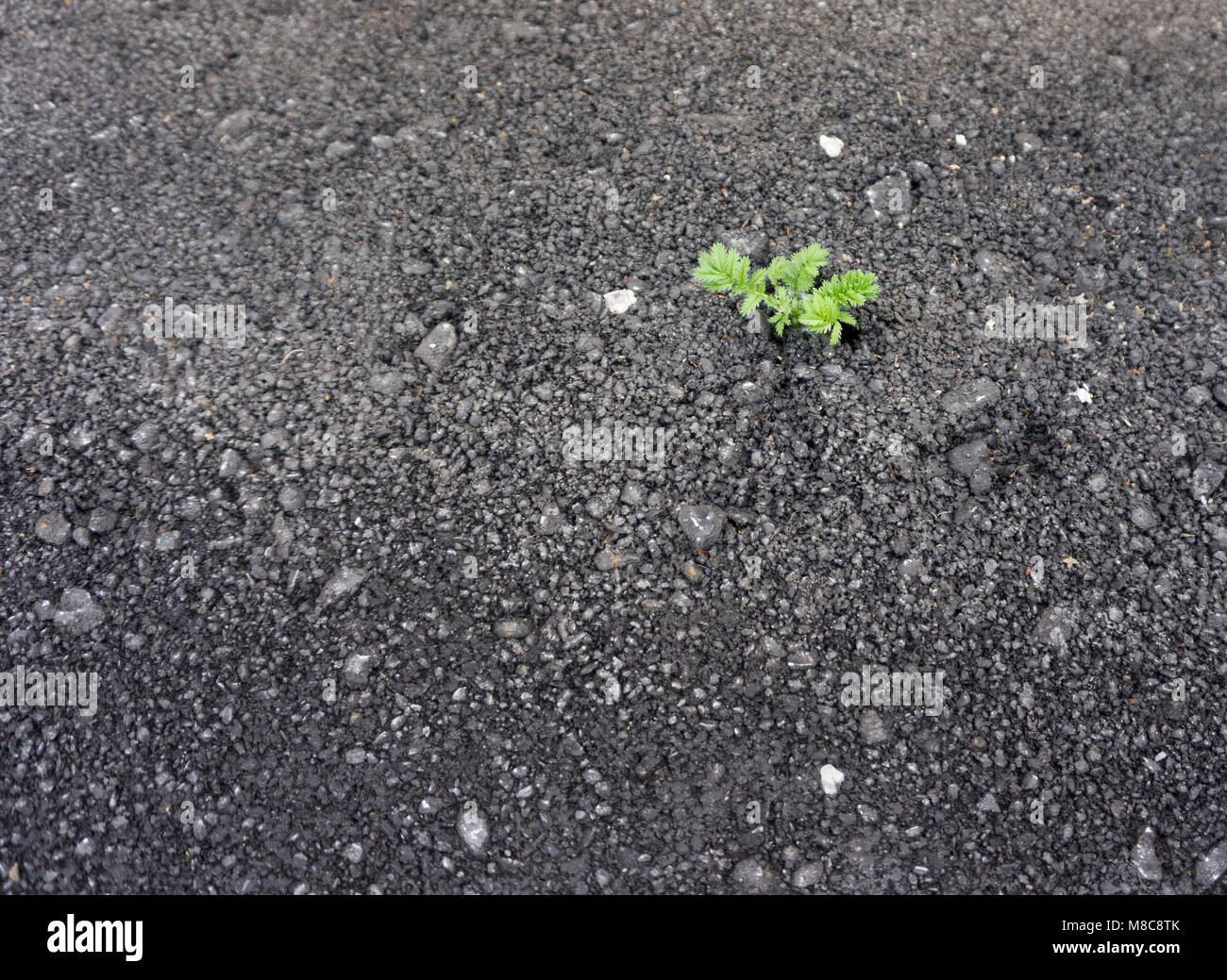 green plant in cracked asphalt road texture Stock Photo - Alamy