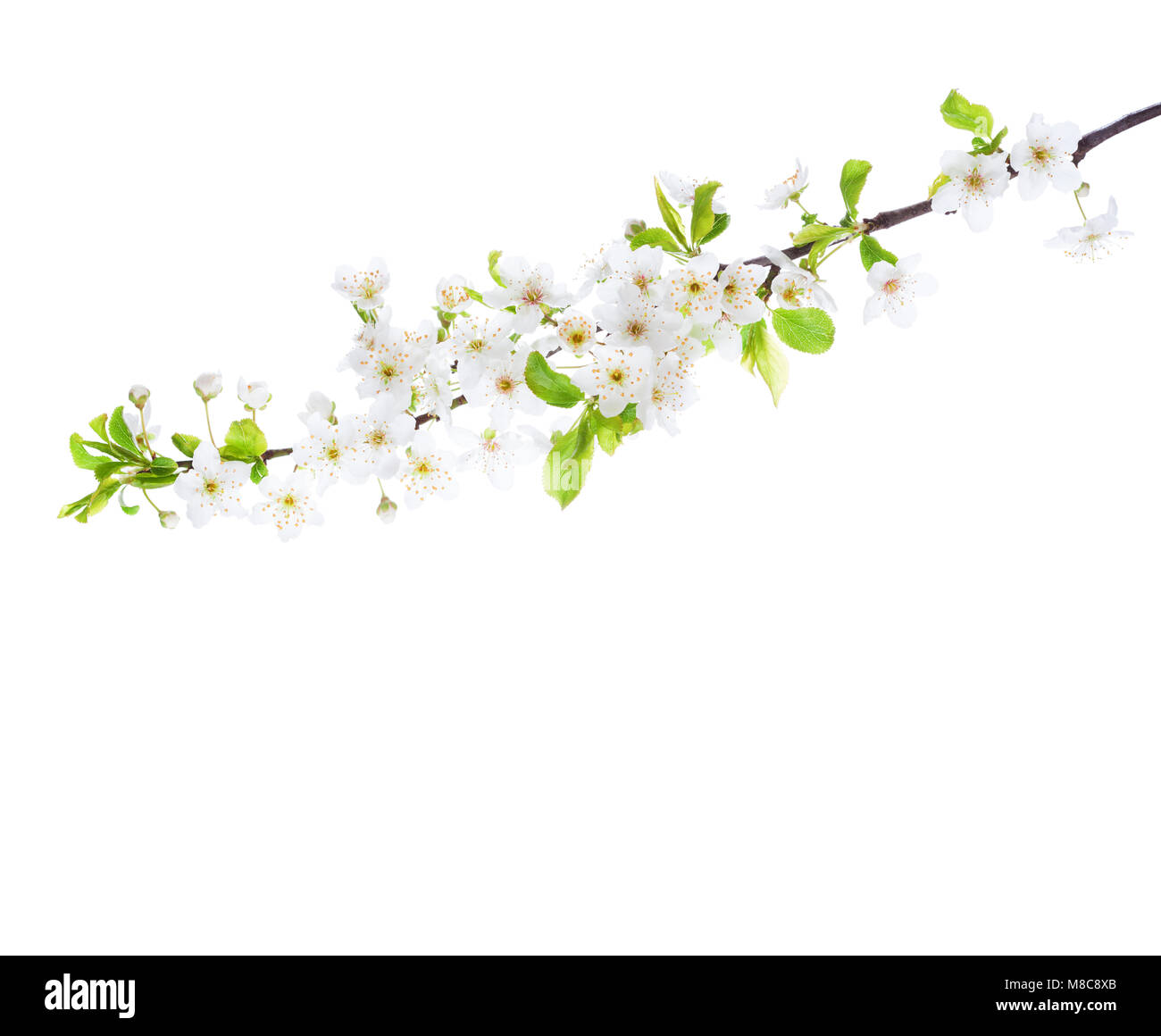 Plum blossom on tree Cut Out Stock Images & Pictures - Alamy