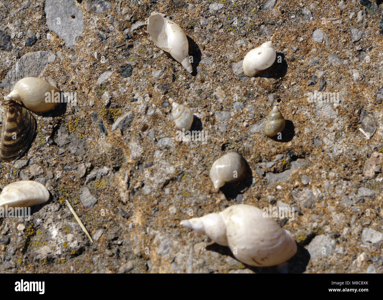 A view of oyster shells. Oyster shells. Background of oyster shells ...