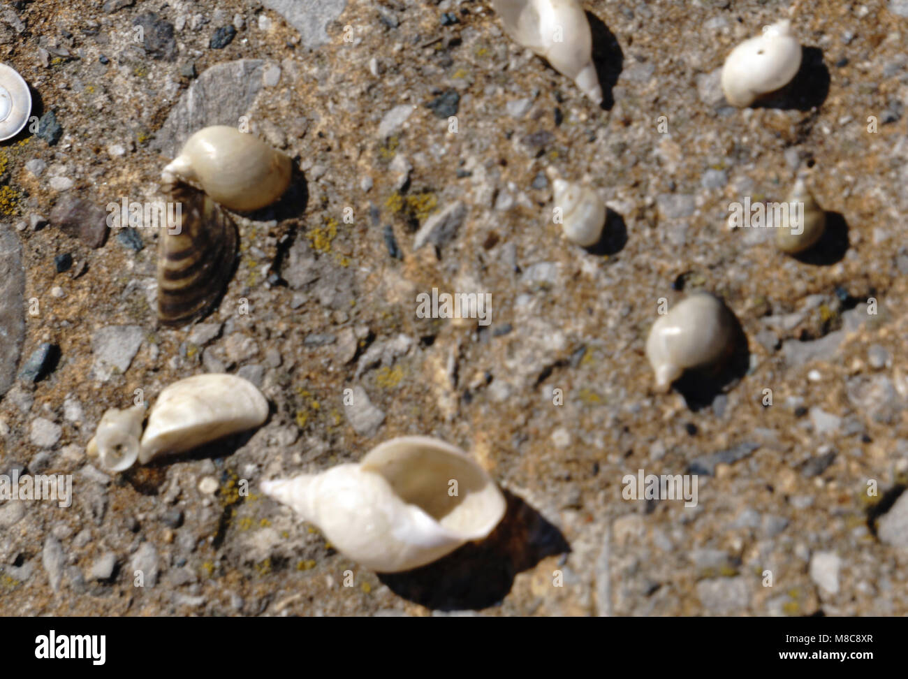 A view of oyster shells. Oyster shells. Background of oyster shells ...