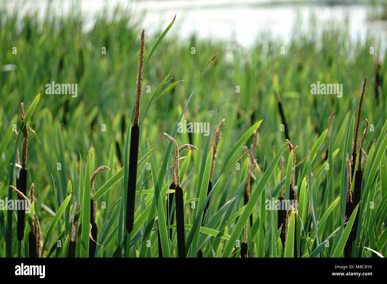 Wonderful pond with reed detail Stock Photo - Alamy