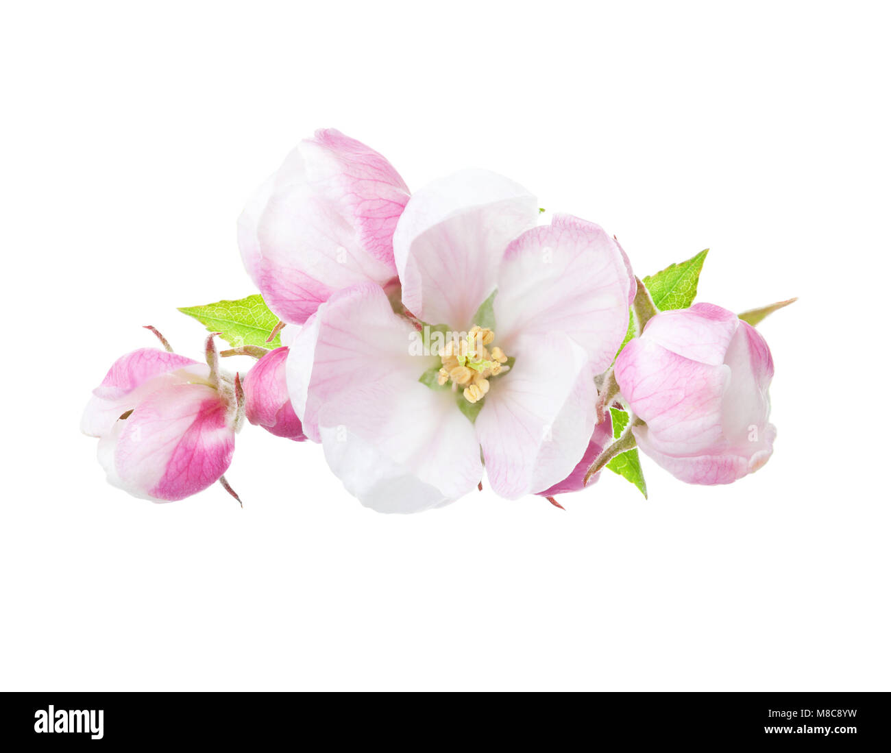 Close up of blooming apple twig isolated on white background Stock ...