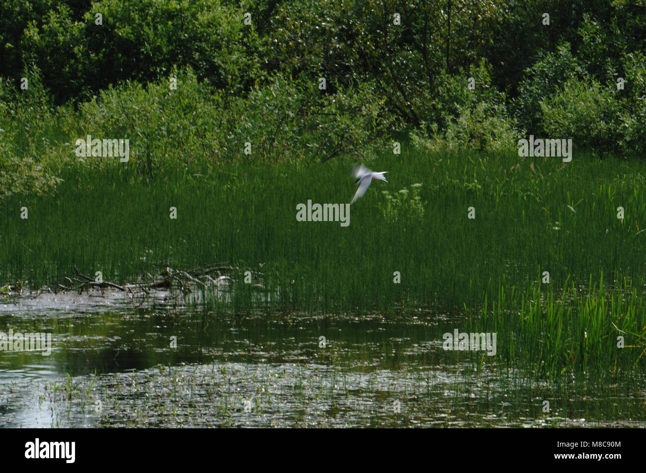 Seagull Hunting for fish Stock Photo - Alamy