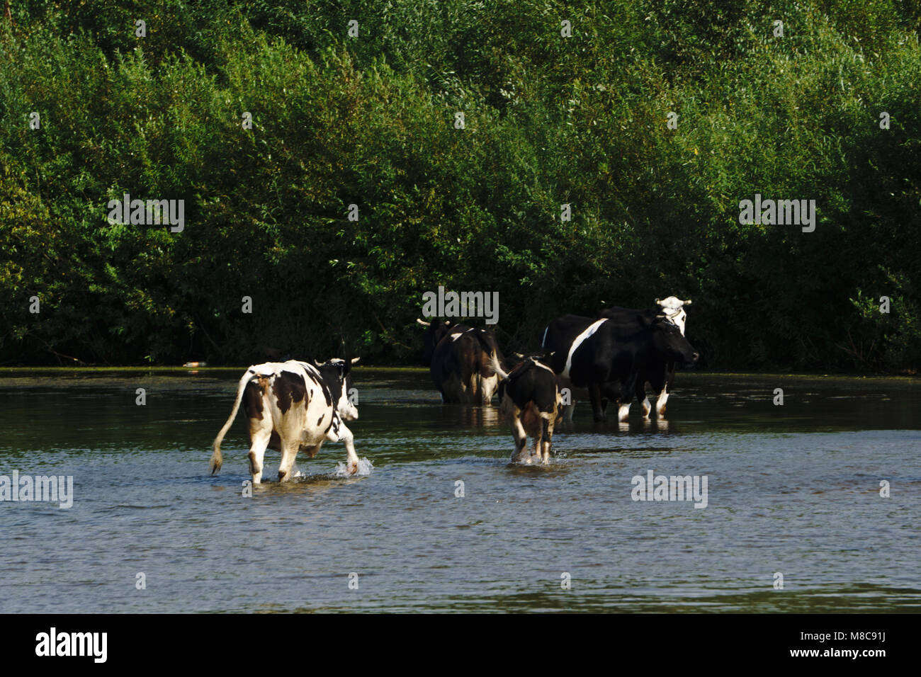 girl chasing cows in the water Stock Photo - Alamy
