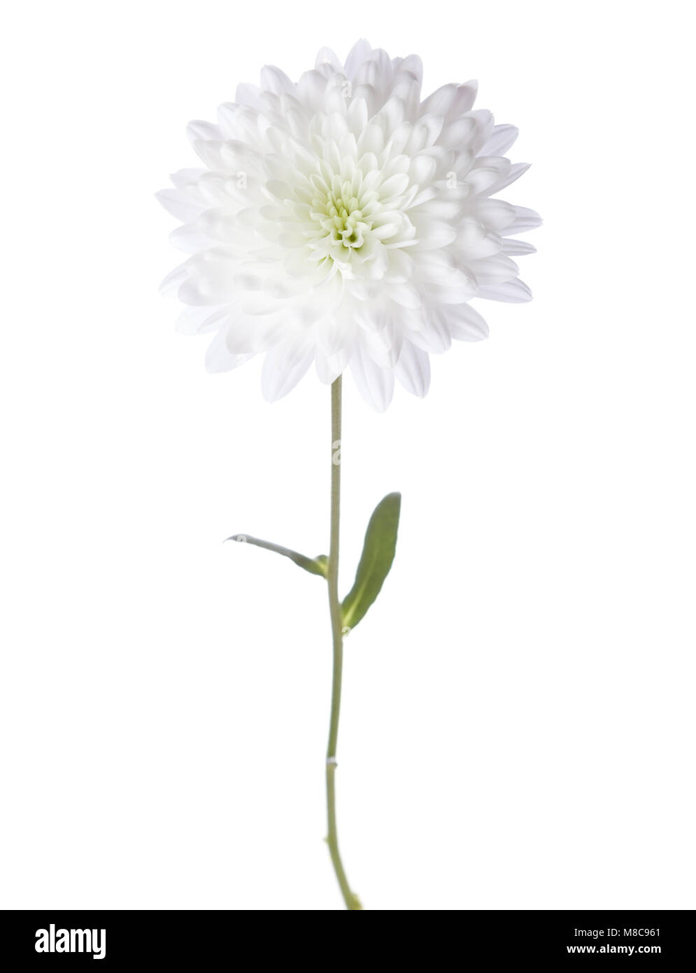 White chrysanthemum isolated on white background Stock Photo - Alamy